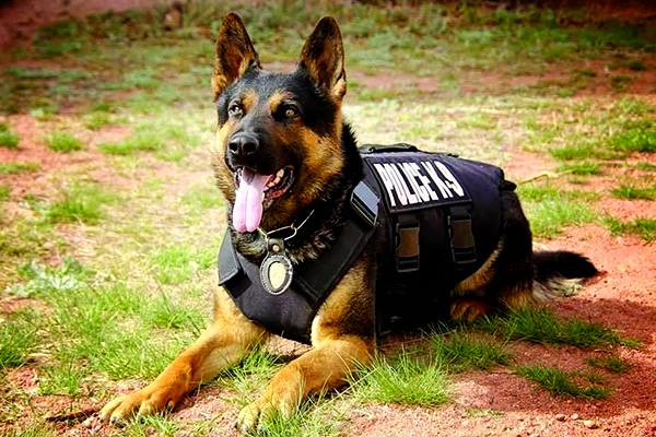 Canine Services - Qimat Al-Iqtidar- Security Services